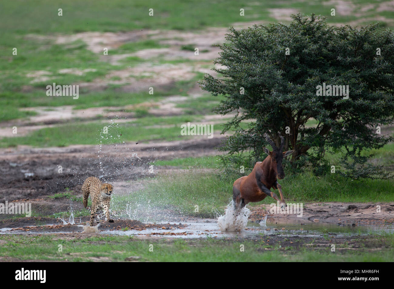 Cheetah chasing antelope hi-res stock photography and images - Alamy