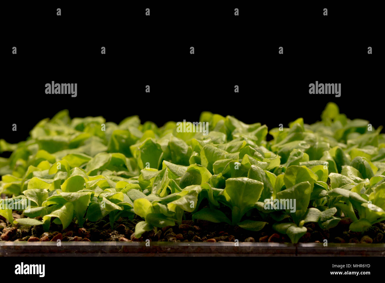 Young shoots of lettuce on black background Stock Photo - Alamy