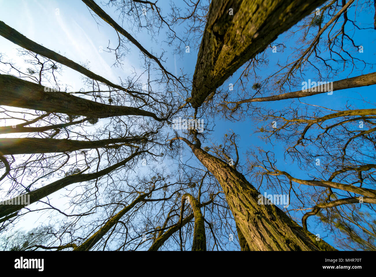 Looking up trees low angle view of tree branches and sky Stock Photo ...