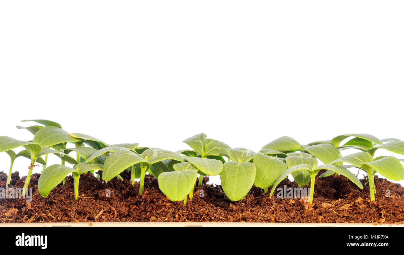 Seedlings of agricultural plants on white background Stock Photo - Alamy