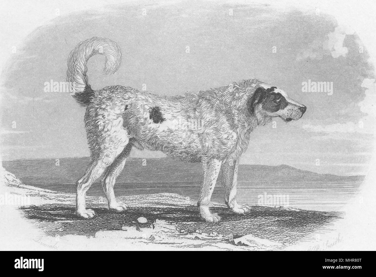 Edward george dog Black and White Stock Photos & Images - Alamy