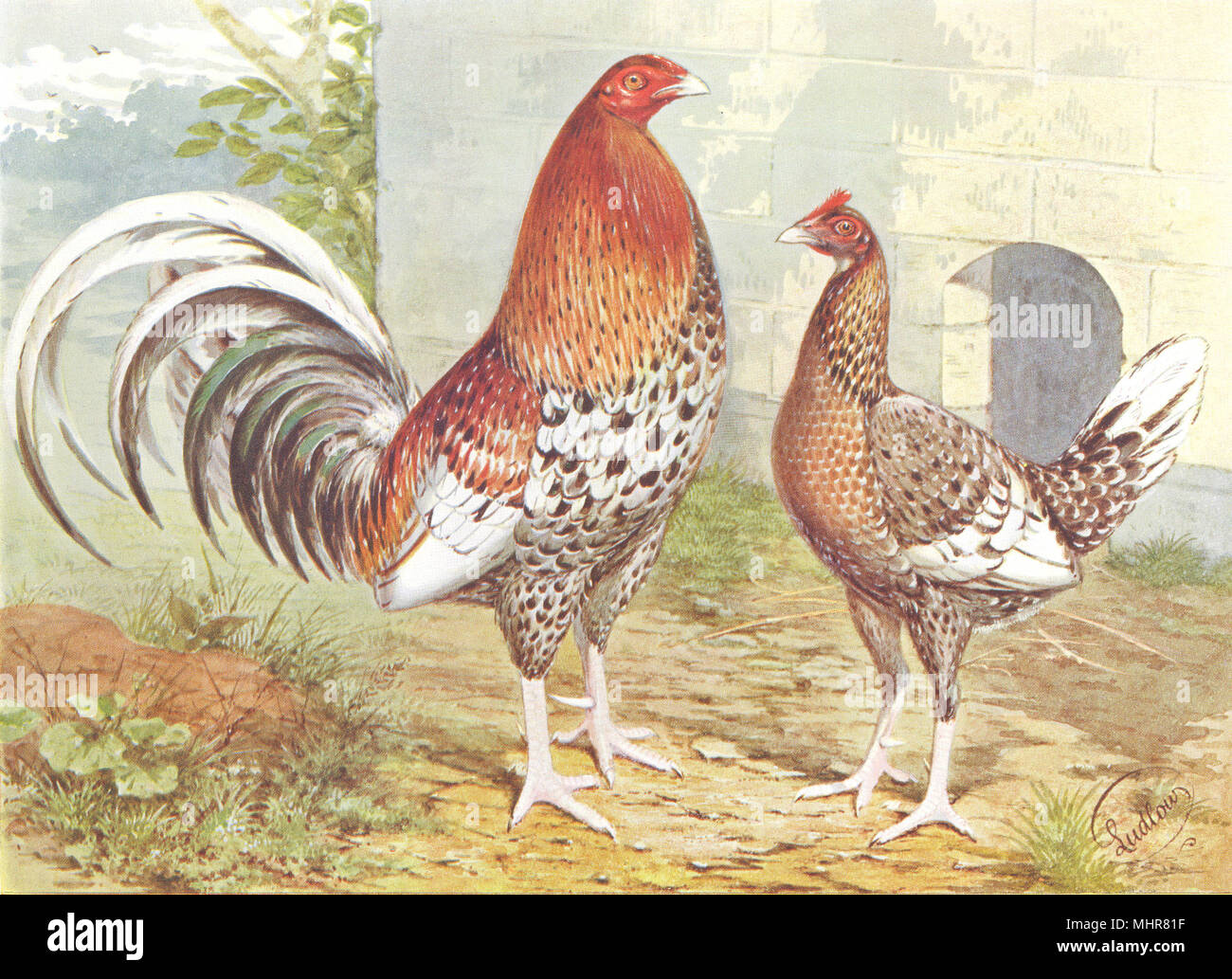 Fighting Gamefowl Art Fighting Rooster
