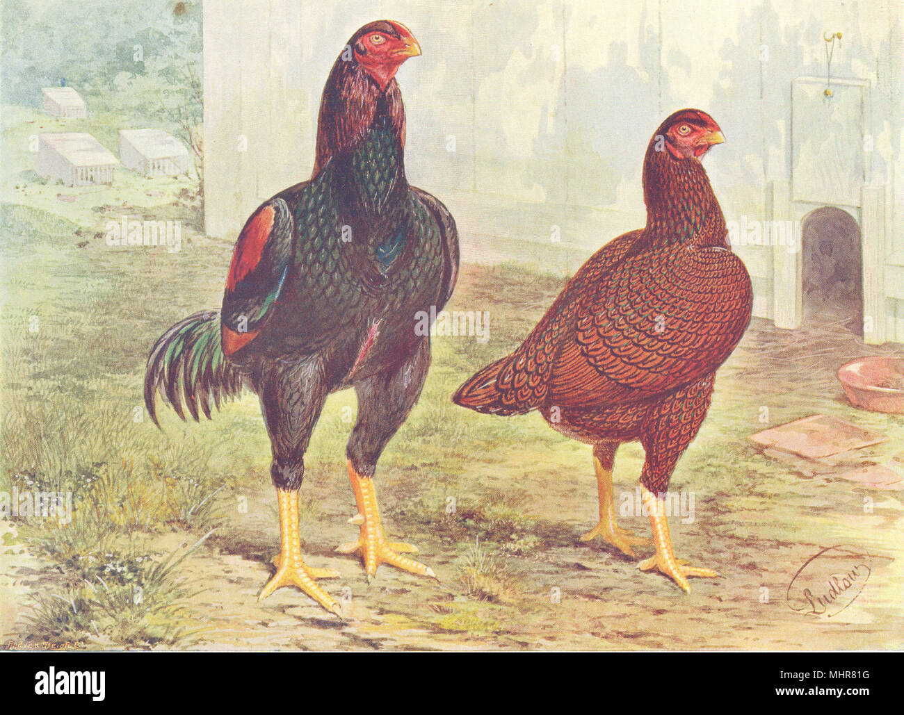 BIRDS. Cock Fighting. Game Fowl. Indian Game (Wright) 1910 old antique ...