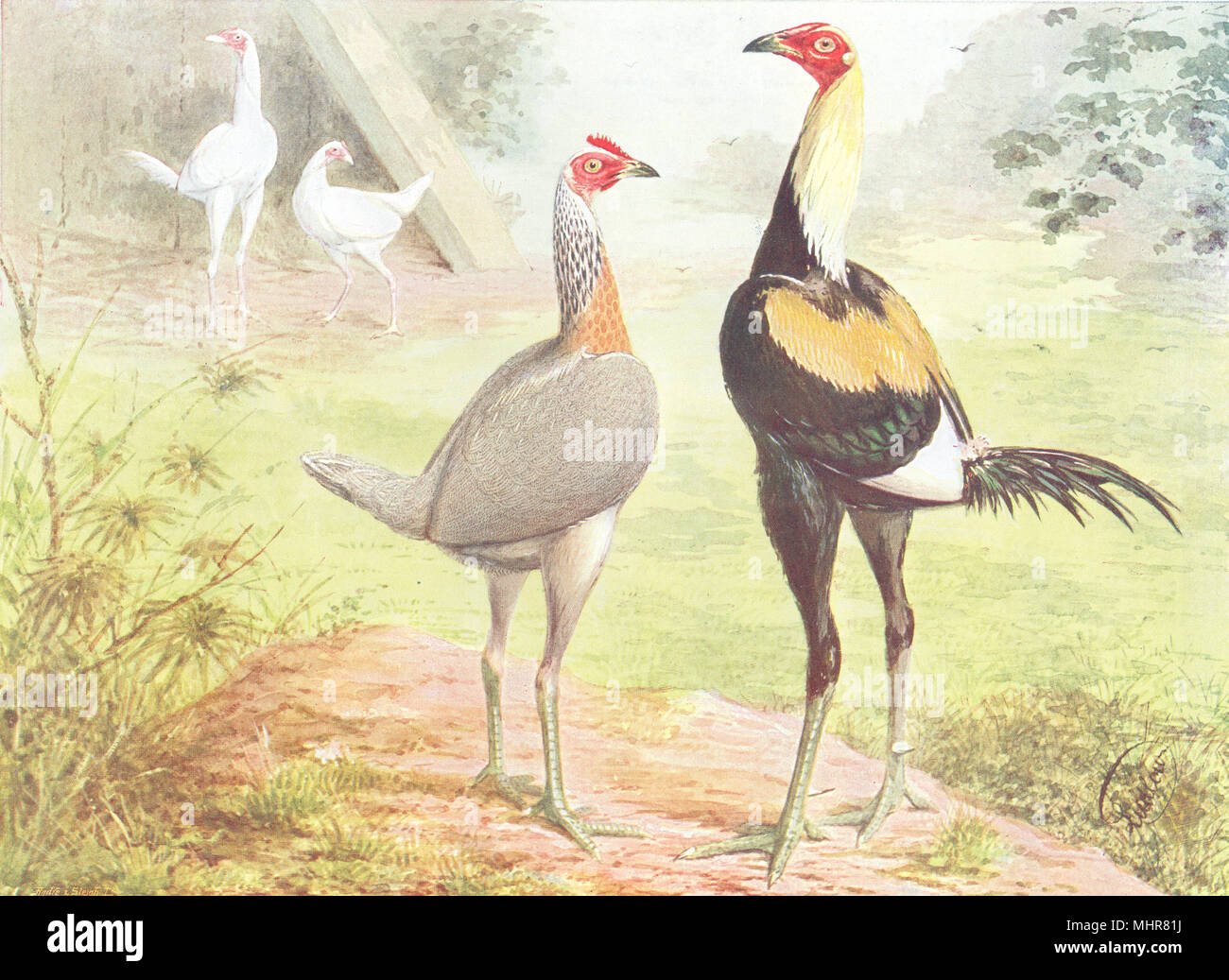 BIRDS. Cock Fighting. Game Fowl. Duckwing Game (Wright) 1910 old ...