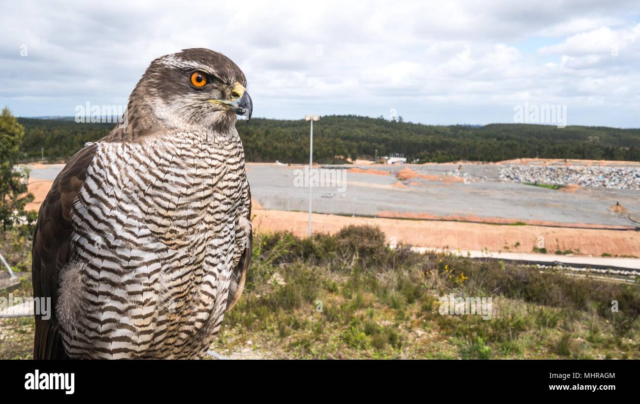Falconry Training High Resolution Stock Photography and Images - Alamy