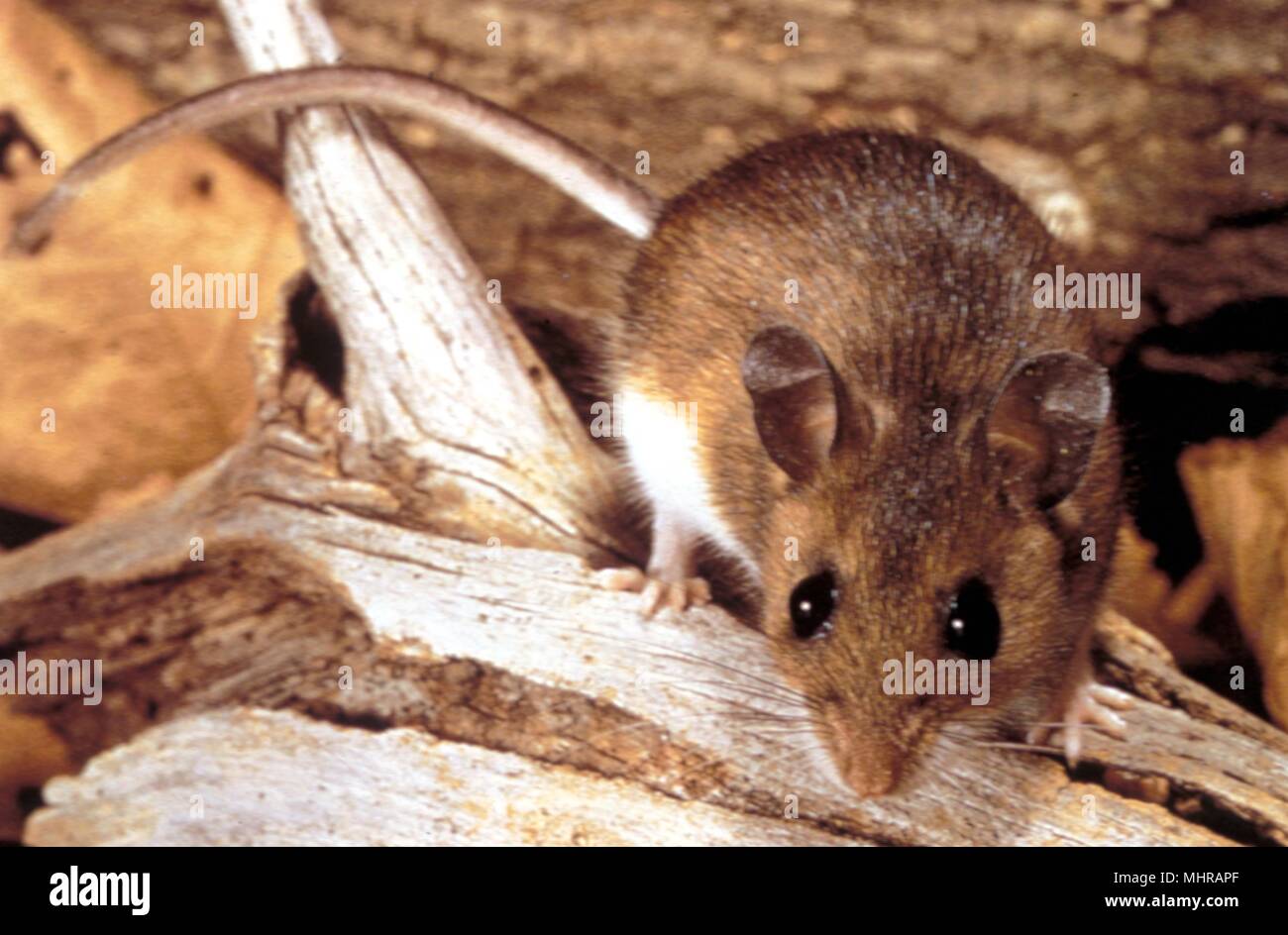 Possible transmitter hi-res stock photography and images - Alamy