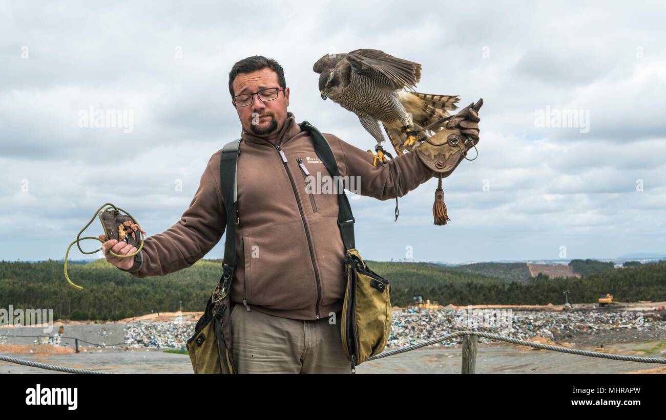 Trained falcon hi-res stock photography and images - Alamy