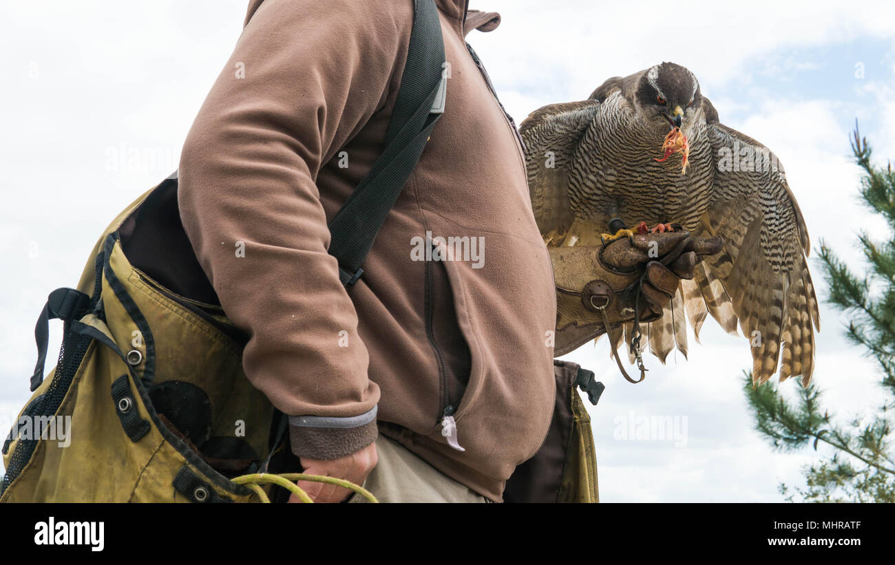 Trained falcon hi-res stock photography and images - Alamy