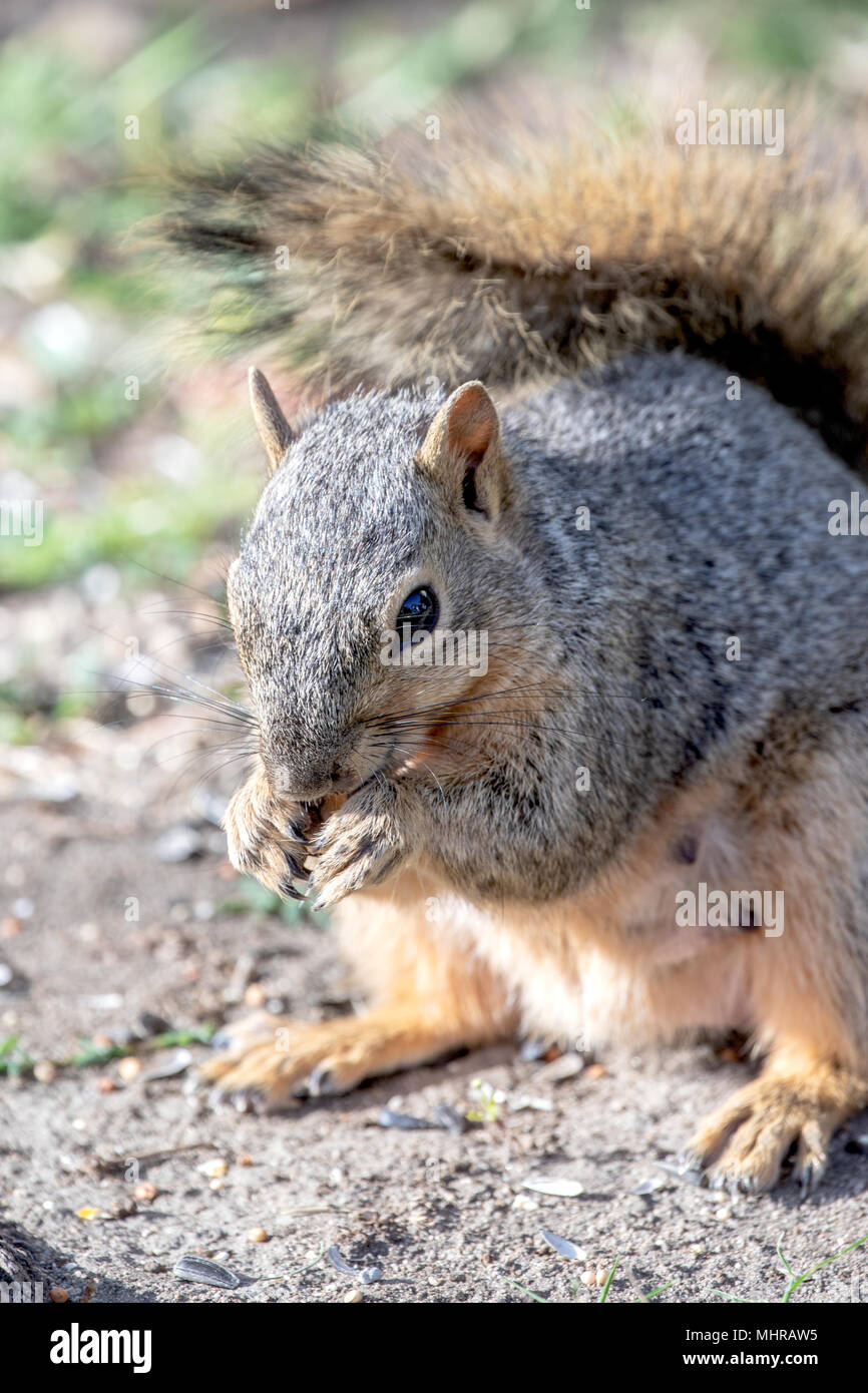 Grey fox squirrel hi-res stock photography and images - Alamy