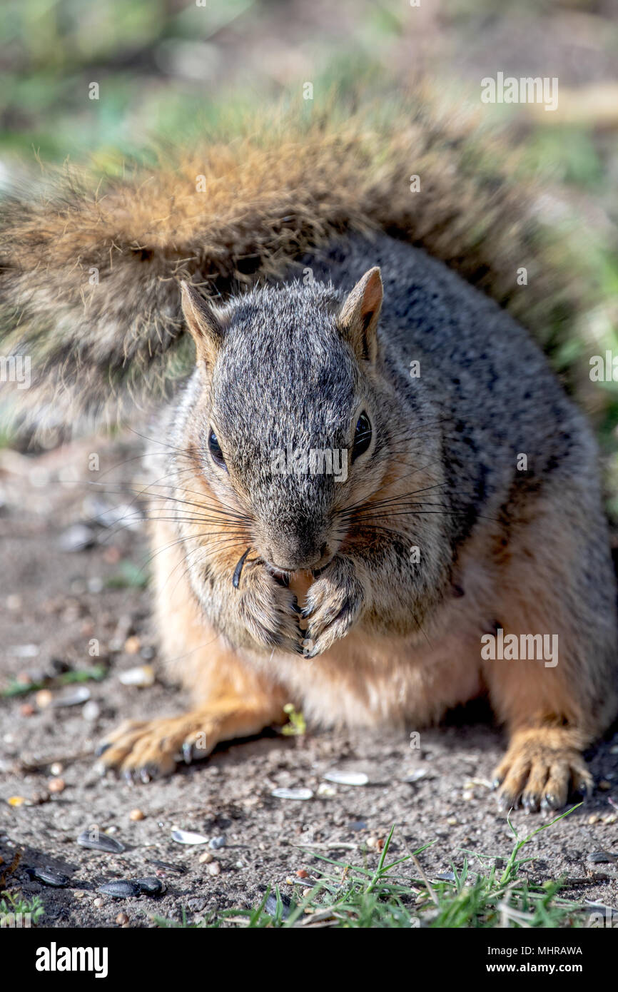 Eastern Fox Squirrel, Fox Squirrel, Bryant's Fox Squirrel - Sciurus ...