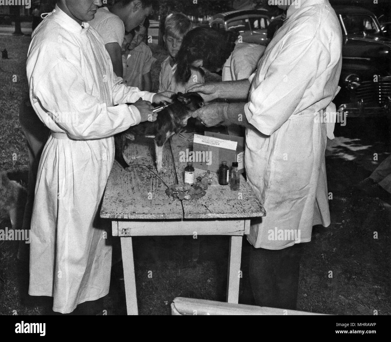 Rabies disease control hi-res stock photography and images - Alamy