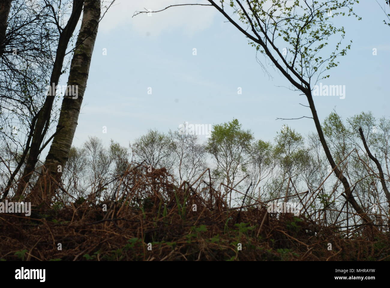 Trees framing the shot hi-res stock photography and images - Alamy