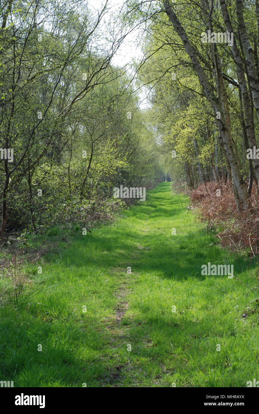 grass and trees canopy Stock Photo - Alamy