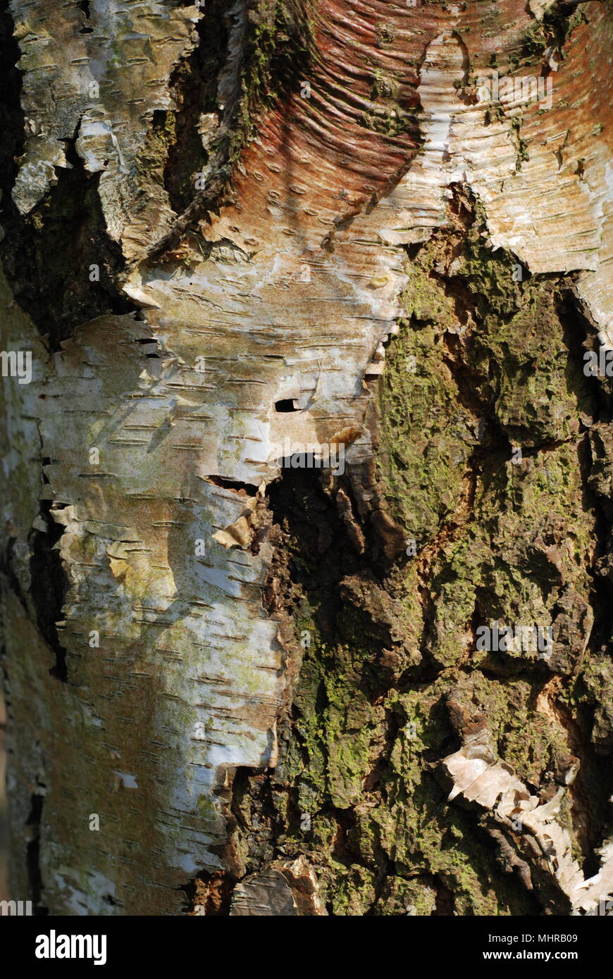 Bark texture textures hi-res stock photography and images - Alamy