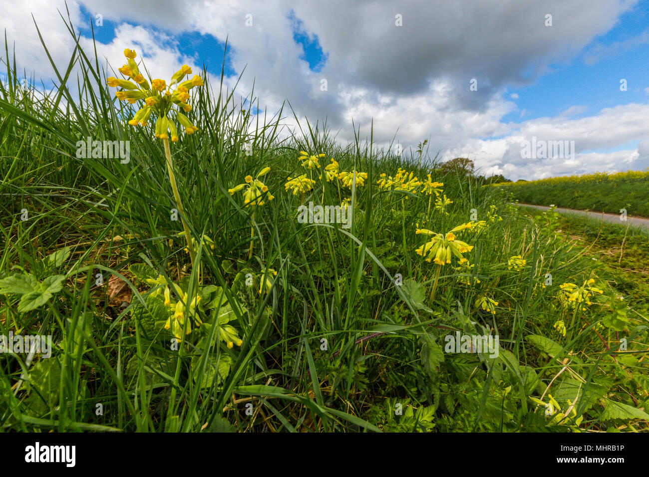 Roadside verge flowers hi-res stock photography and images - Alamy