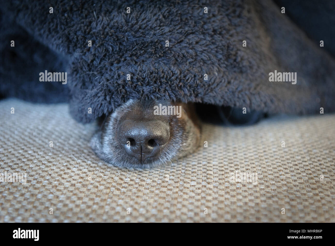 Dog nose blanket hi-res stock photography and images - Alamy