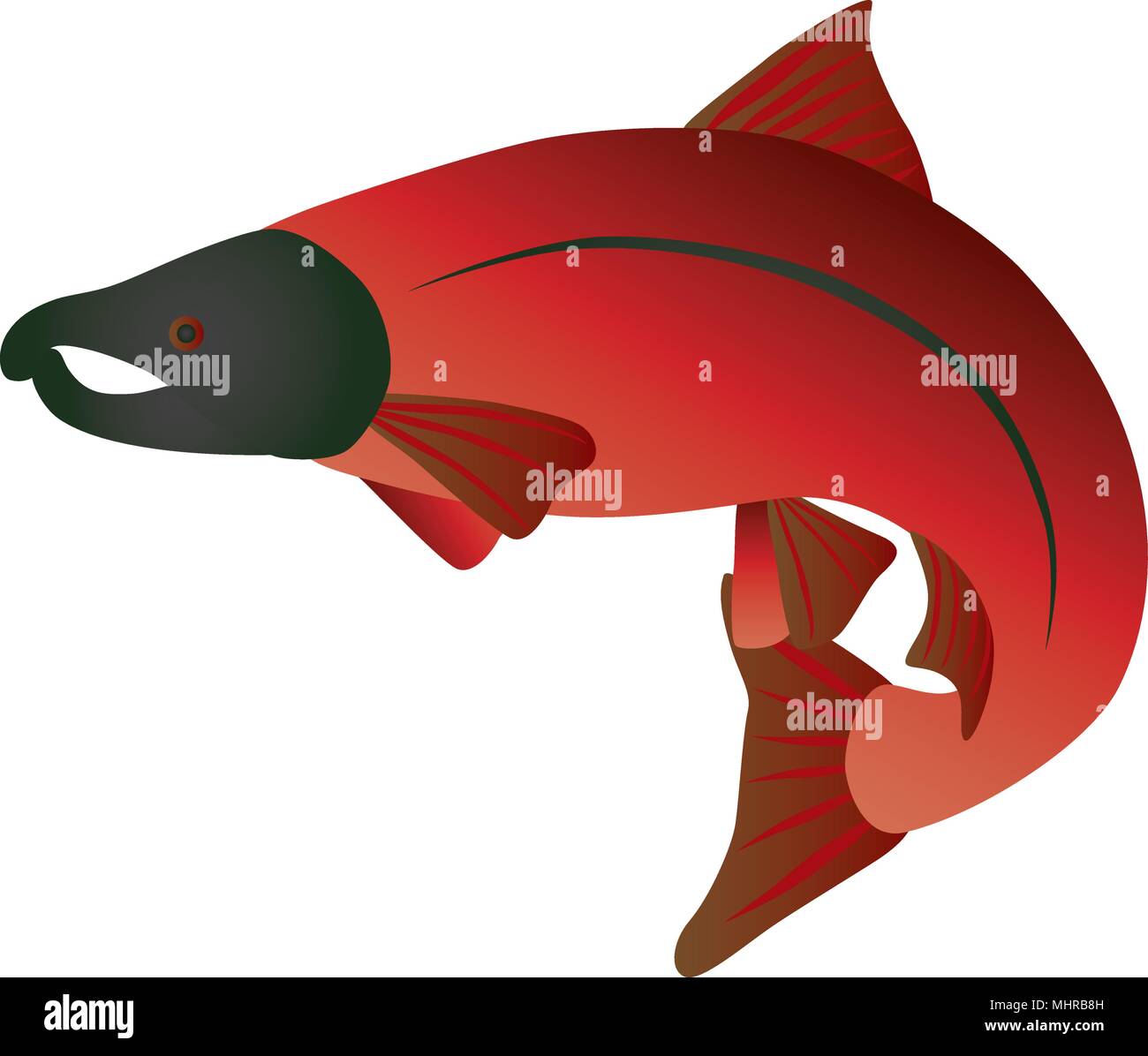 Coho Salmon Fish in Color Illustration Stock Vector Image & Art - Alamy