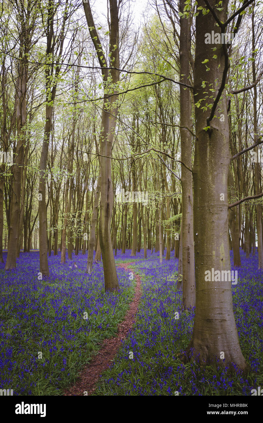 Thomaswaldron hi-res stock photography and images - Alamy