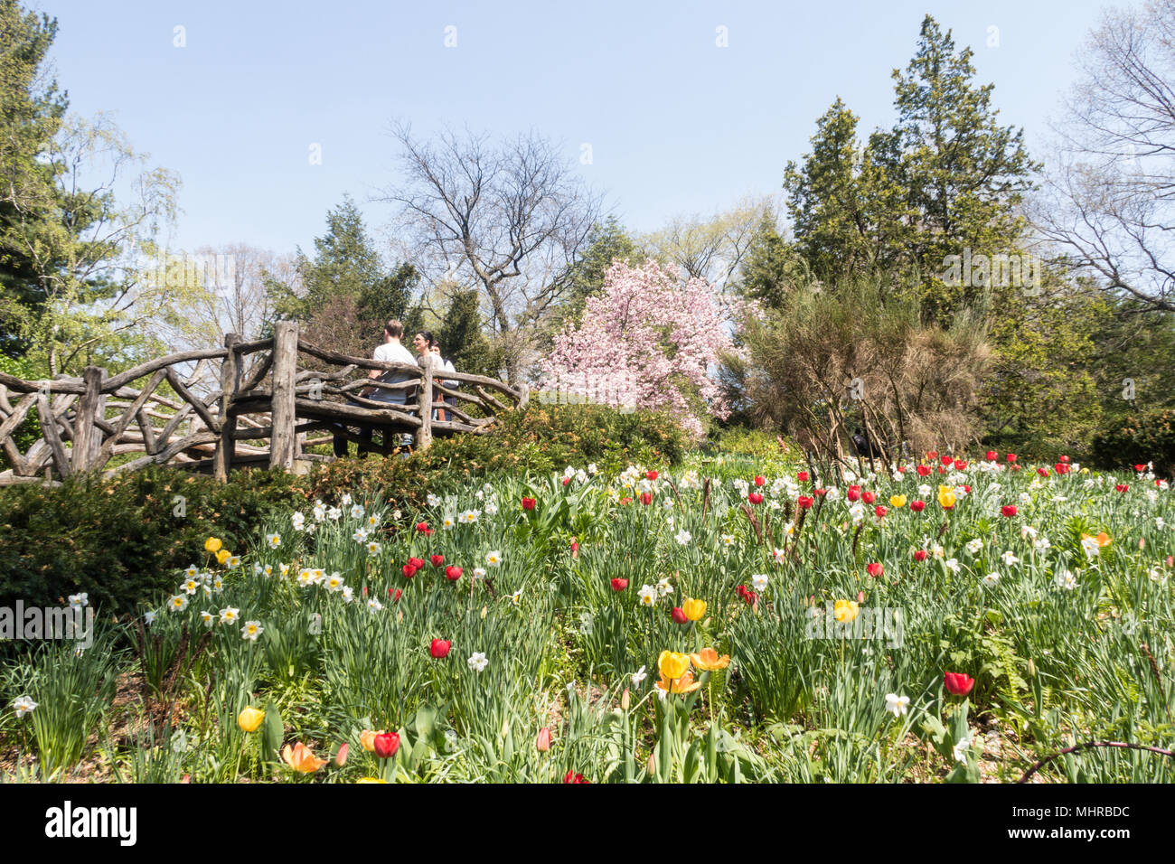Springtime Garden