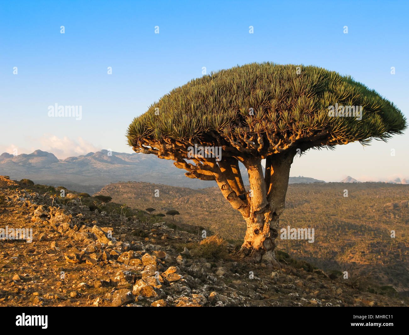 Socotra island plants hi-res stock photography and images - Alamy