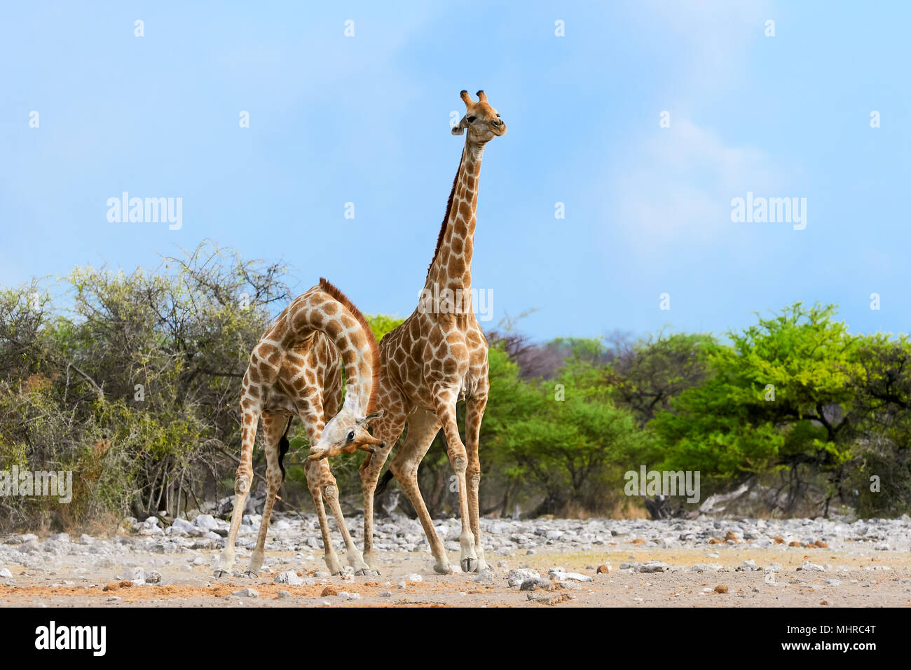 Giraffe photographed in Namibia while fighting, with a curved neck is ...