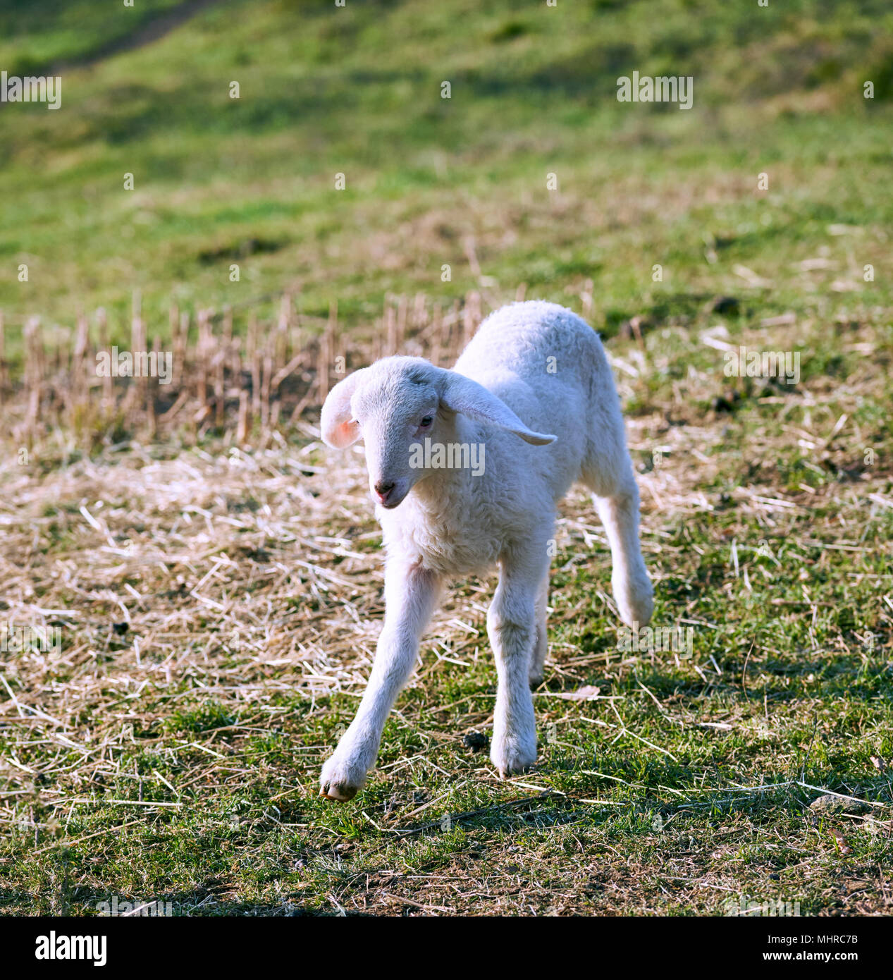 Baby white lamb hi-res stock photography and images - Alamy
