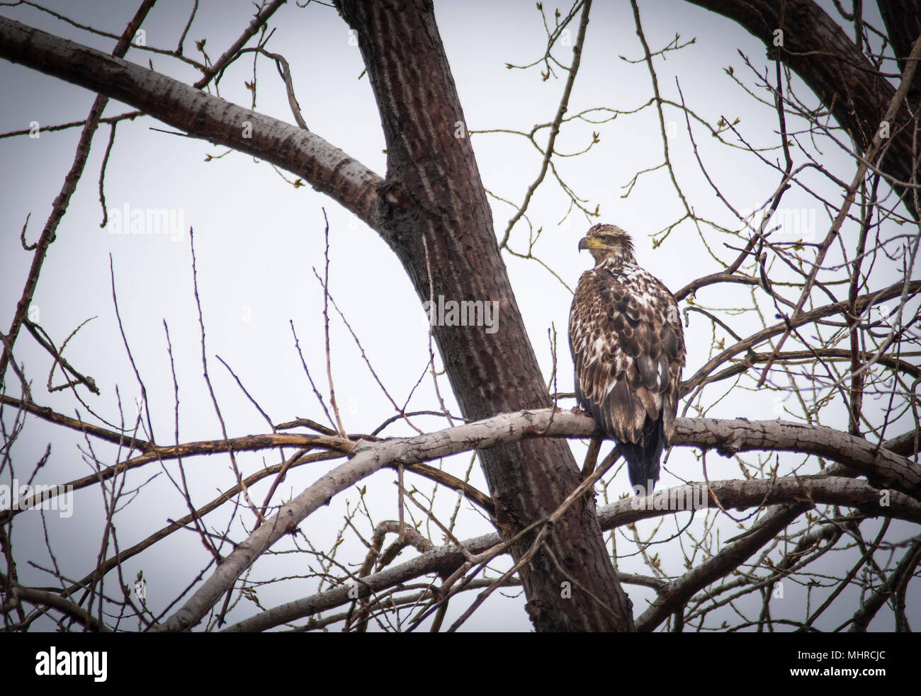 Venice tree spring hi-res stock photography and images - Alamy