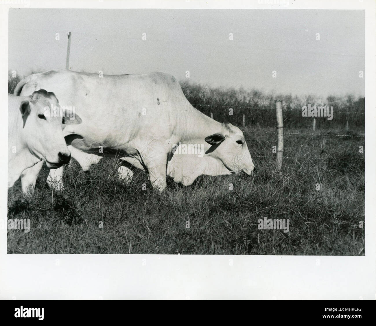 Snapshot of a strange looking cow Stock Photo - Alamy