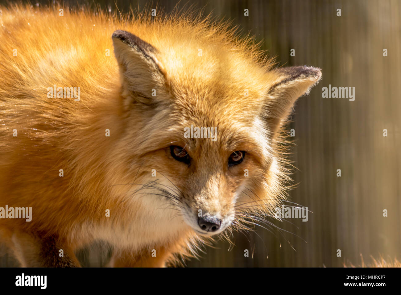 Red Fox (Vulpes vulpes) close-up (in captivity) in soft light Stock ...