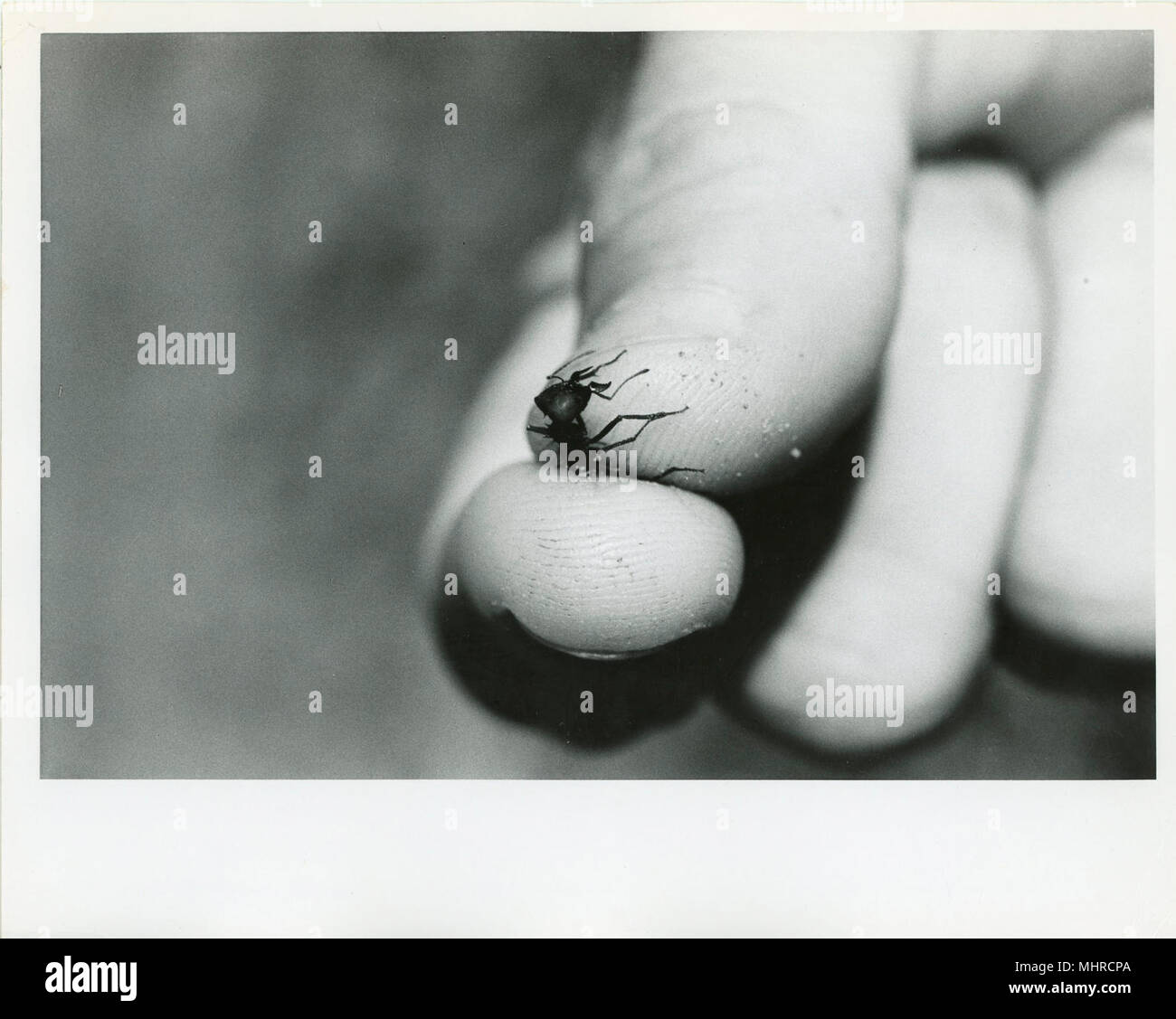 Photo of someone holding a bug Stock Photo - Alamy