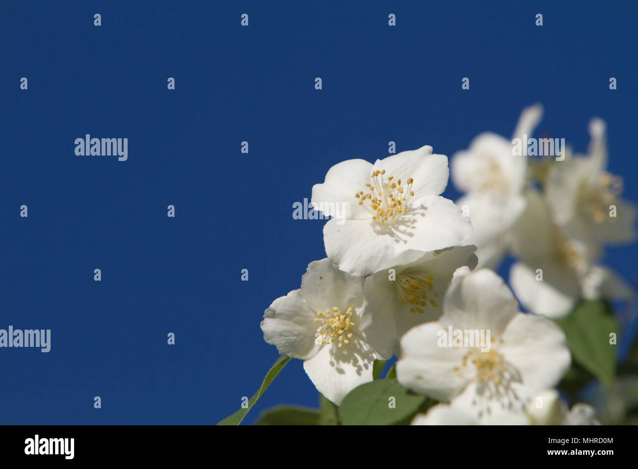 White jasmine hi-res stock photography and images - Alamy