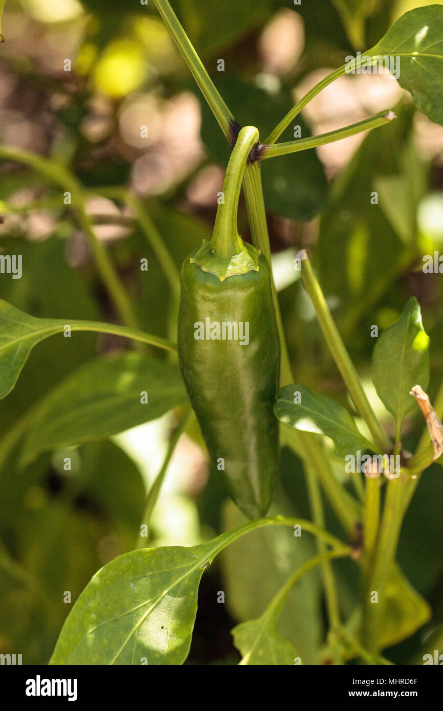 Cheyenne pepper hi-res stock photography and images - Alamy