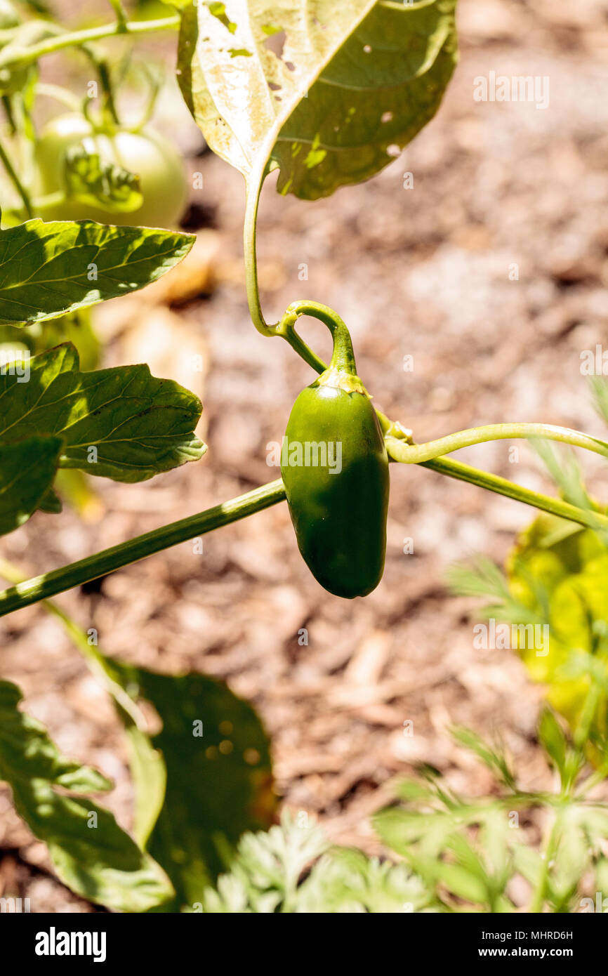 Cheyenne pepper hybrid in an organic vegetable garden in Naples ...