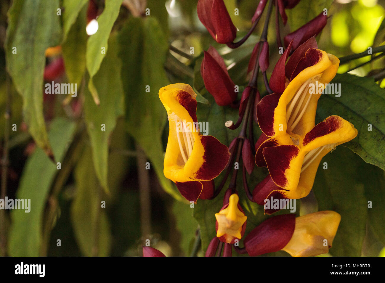 Yellow and red clock vine Thenbergia mysorensis flowers on a long vine ...