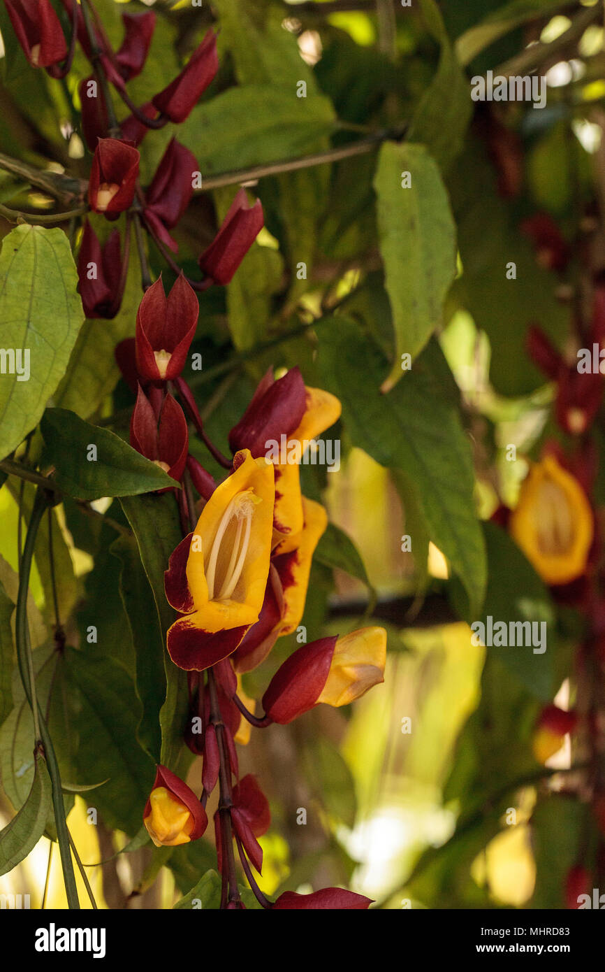 Yellow and red clock vine Thenbergia mysorensis flowers on a long vine ...