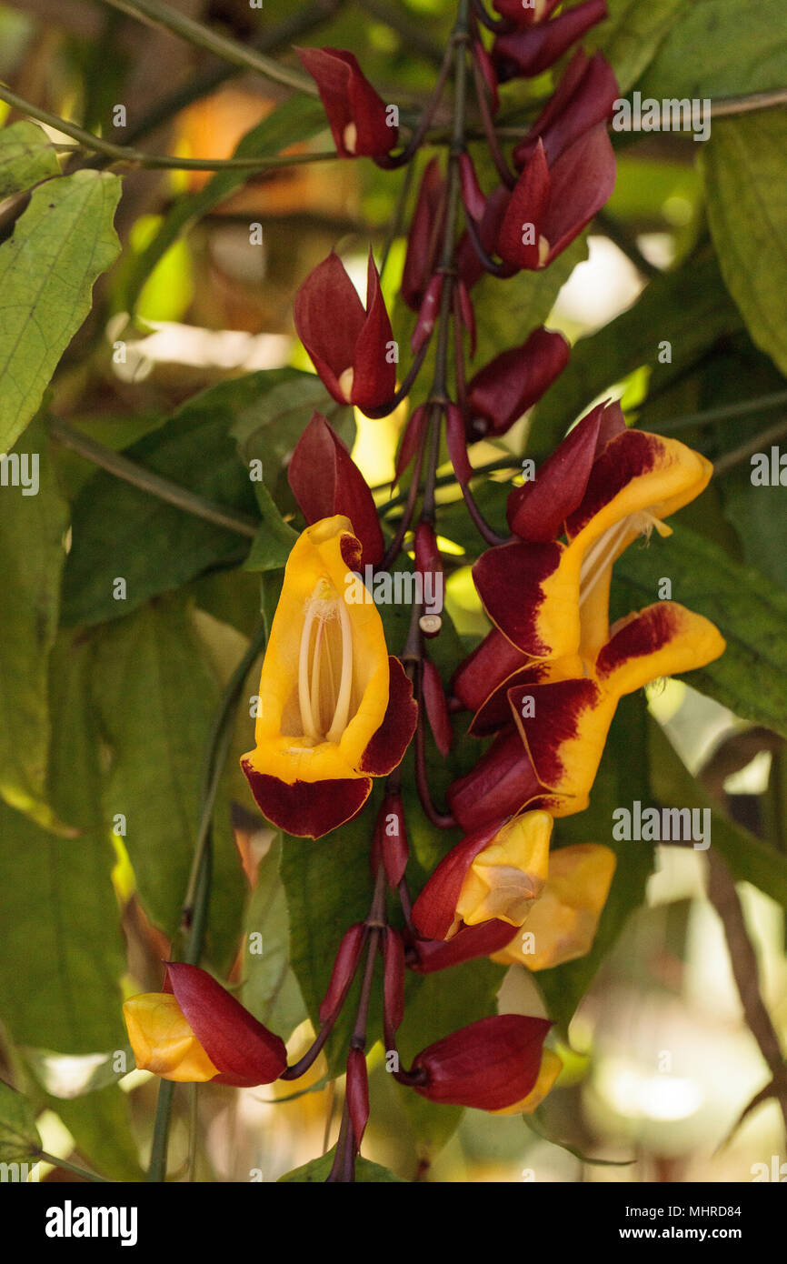 Yellow and red clock vine Thenbergia mysorensis flowers on a long vine ...