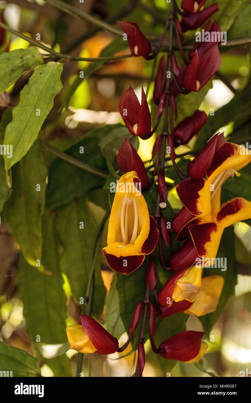Yellow and red clock vine Thenbergia mysorensis flowers on a long vine ...