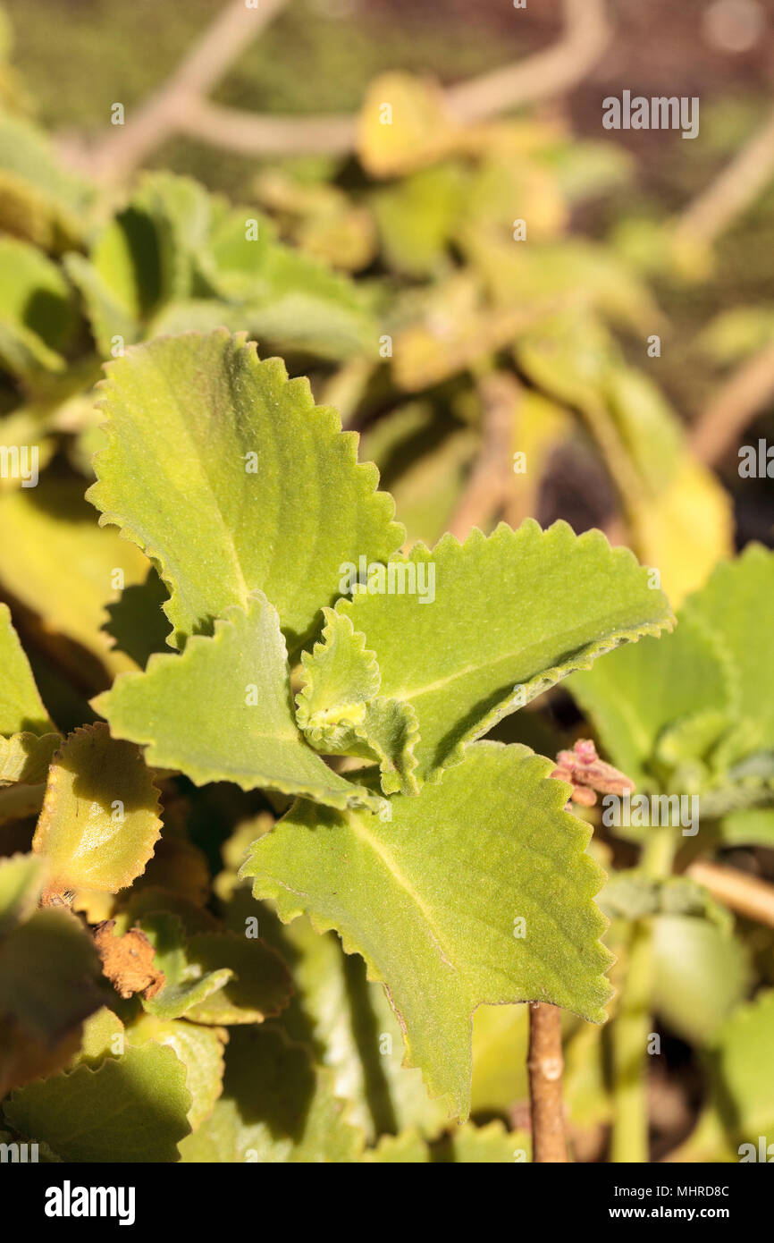 Cuban Oregano Plectranthus amboinicus grows in an organic herb garden ...
