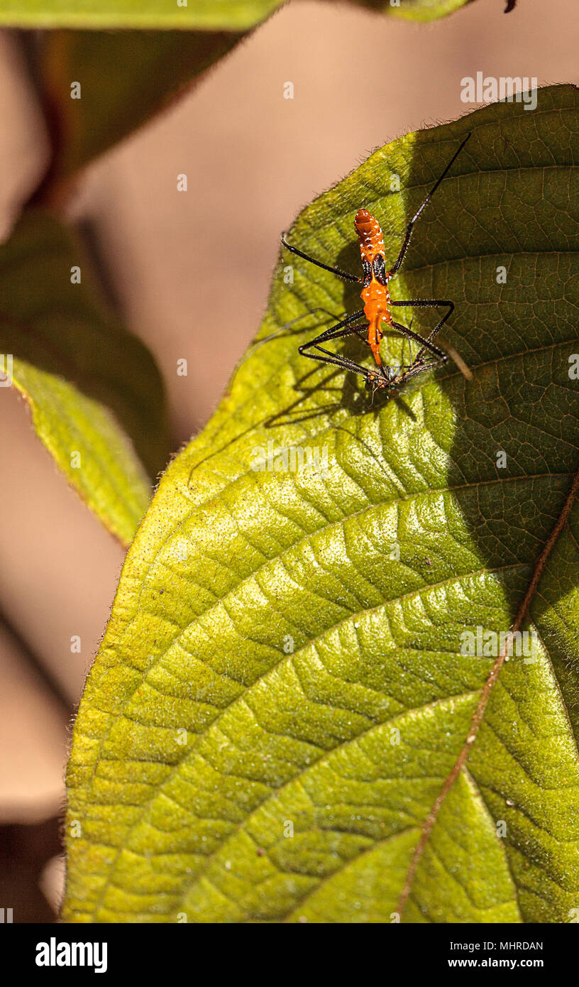Orange Adult milkweed assassin bug, Zelus longipes Linnaeus on a leaf ...