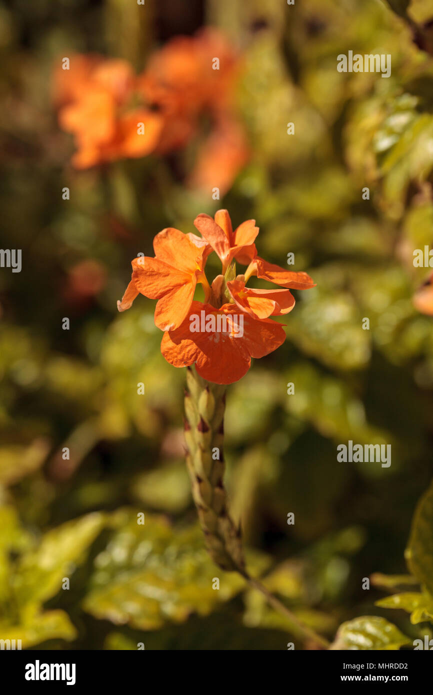 Firecracker flower hi-res stock photography and images - Alamy