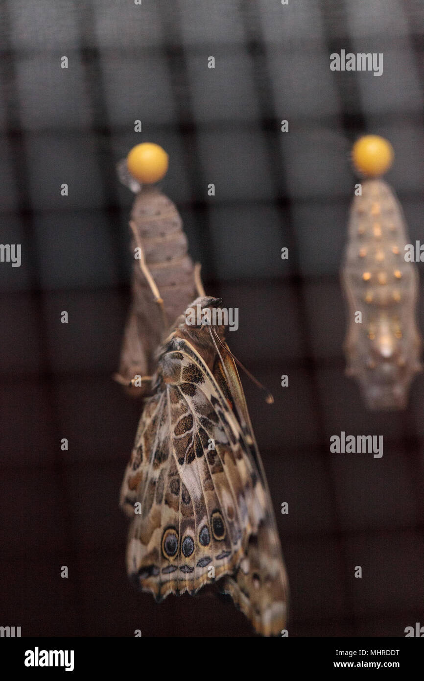 Painted lady butterfly, Vanessa cardui emerges from a chrysalis, in a ...