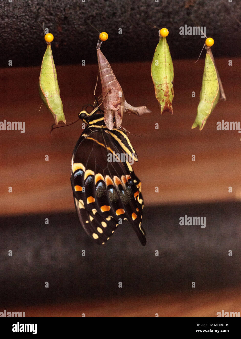 Palamedes swallowtail butterfly, Papilio palamedes, emerges from a ...