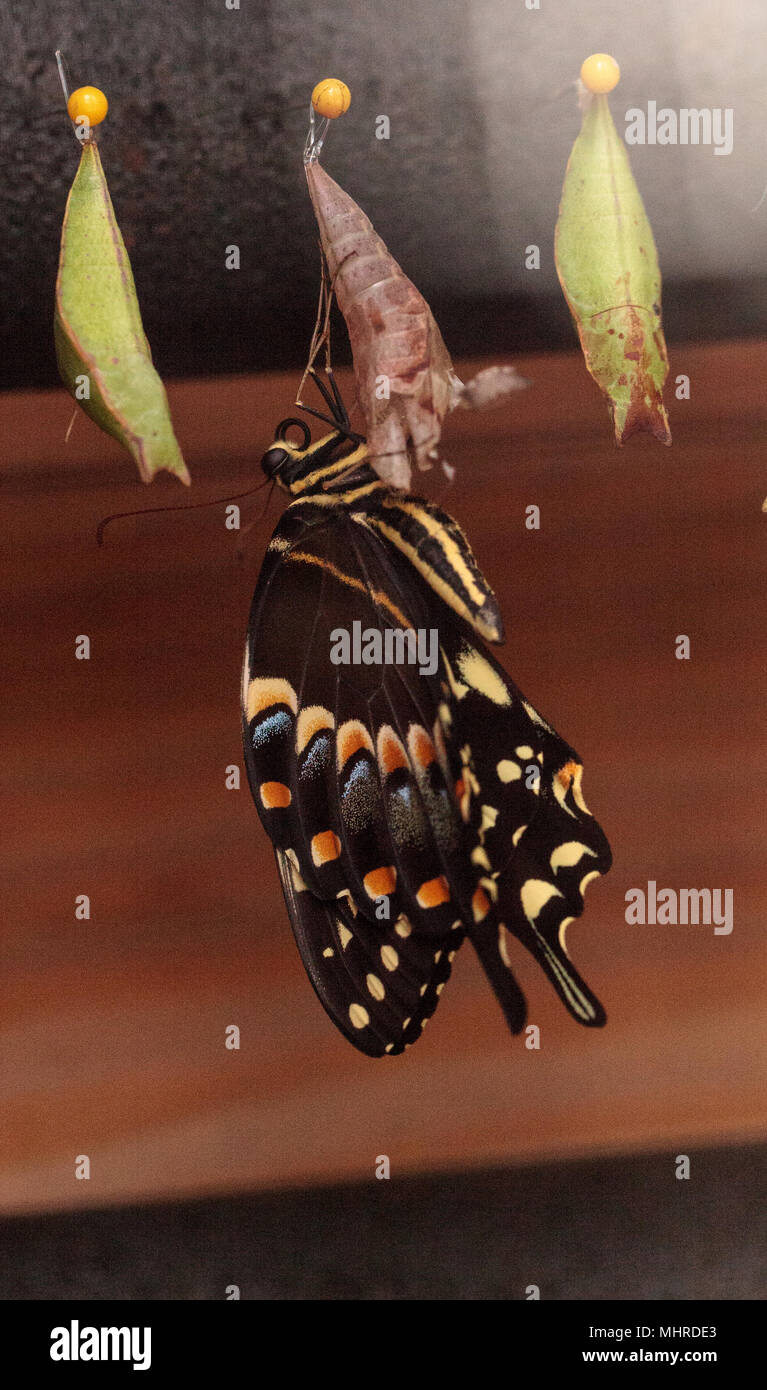 Palamedes swallowtail butterfly, Papilio palamedes, emerges from a ...