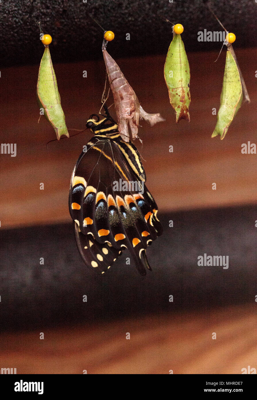 Palamedes swallowtail butterfly, Papilio palamedes, emerges from a ...