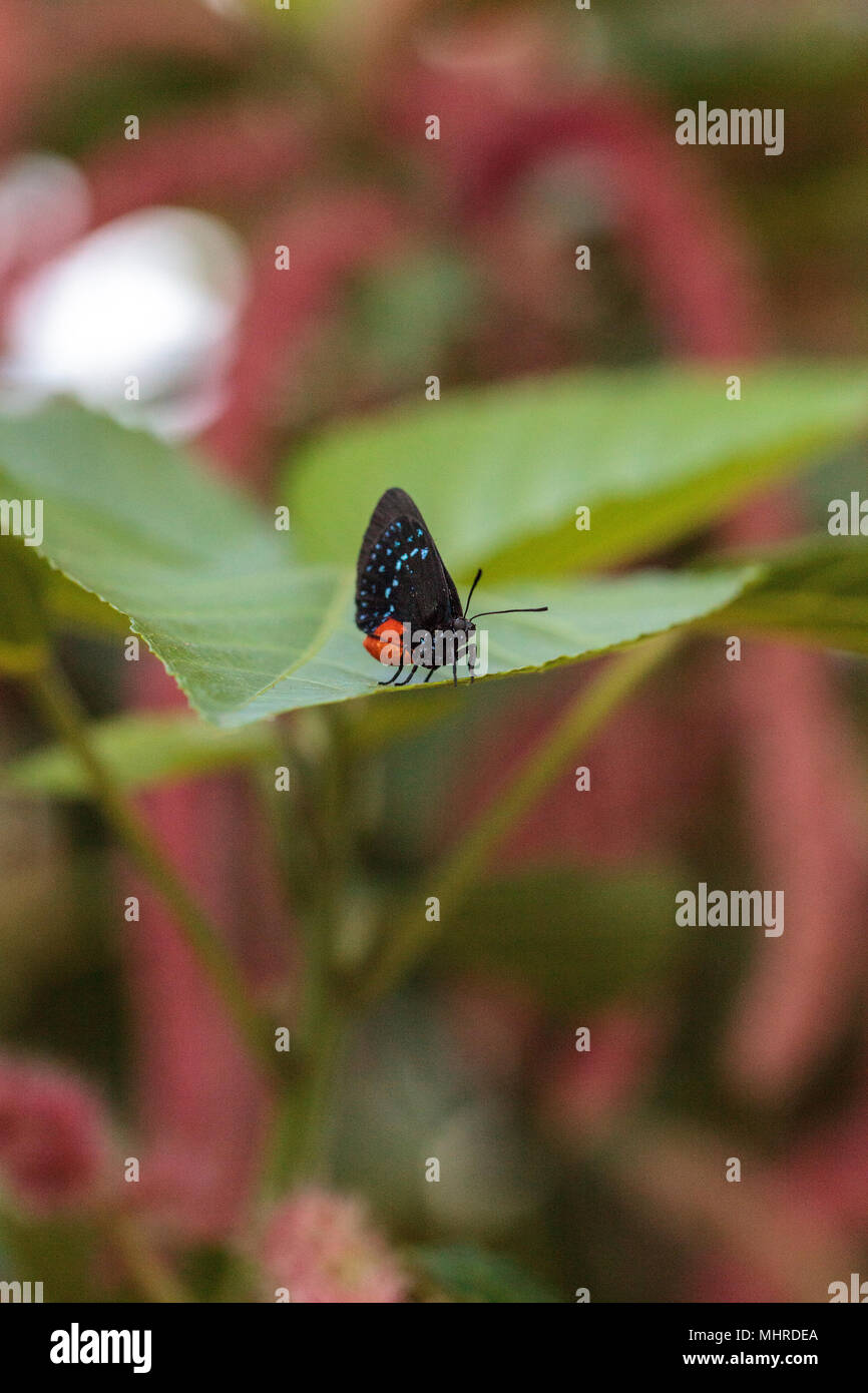 Black and orange red Atala butterfly called Eumaeus atala perches on a ...