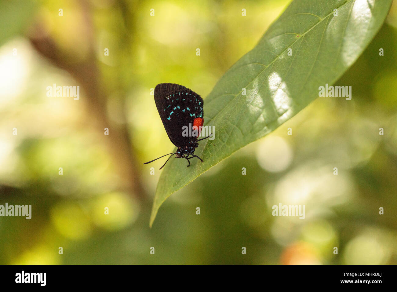 Black and orange red Atala butterfly called Eumaeus atala perches on a ...
