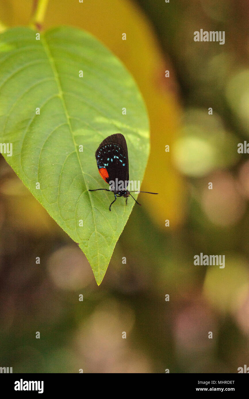 Black and orange red Atala butterfly called Eumaeus atala perches on a ...