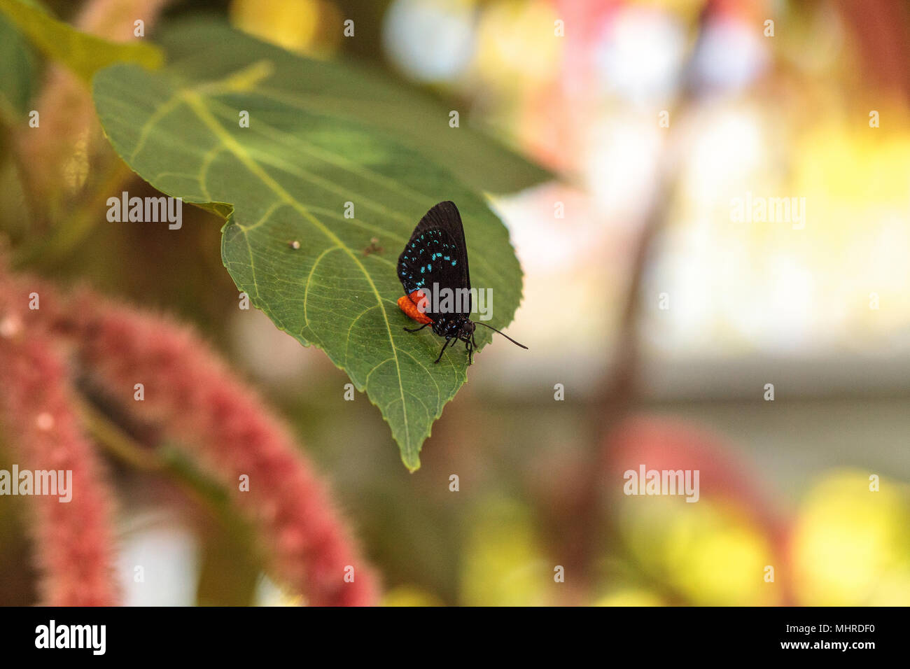 Black and orange red Atala butterfly called Eumaeus atala perches on a ...