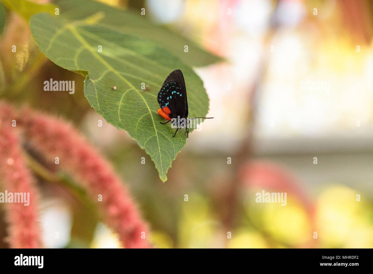 Black and orange red Atala butterfly called Eumaeus atala perches on a ...