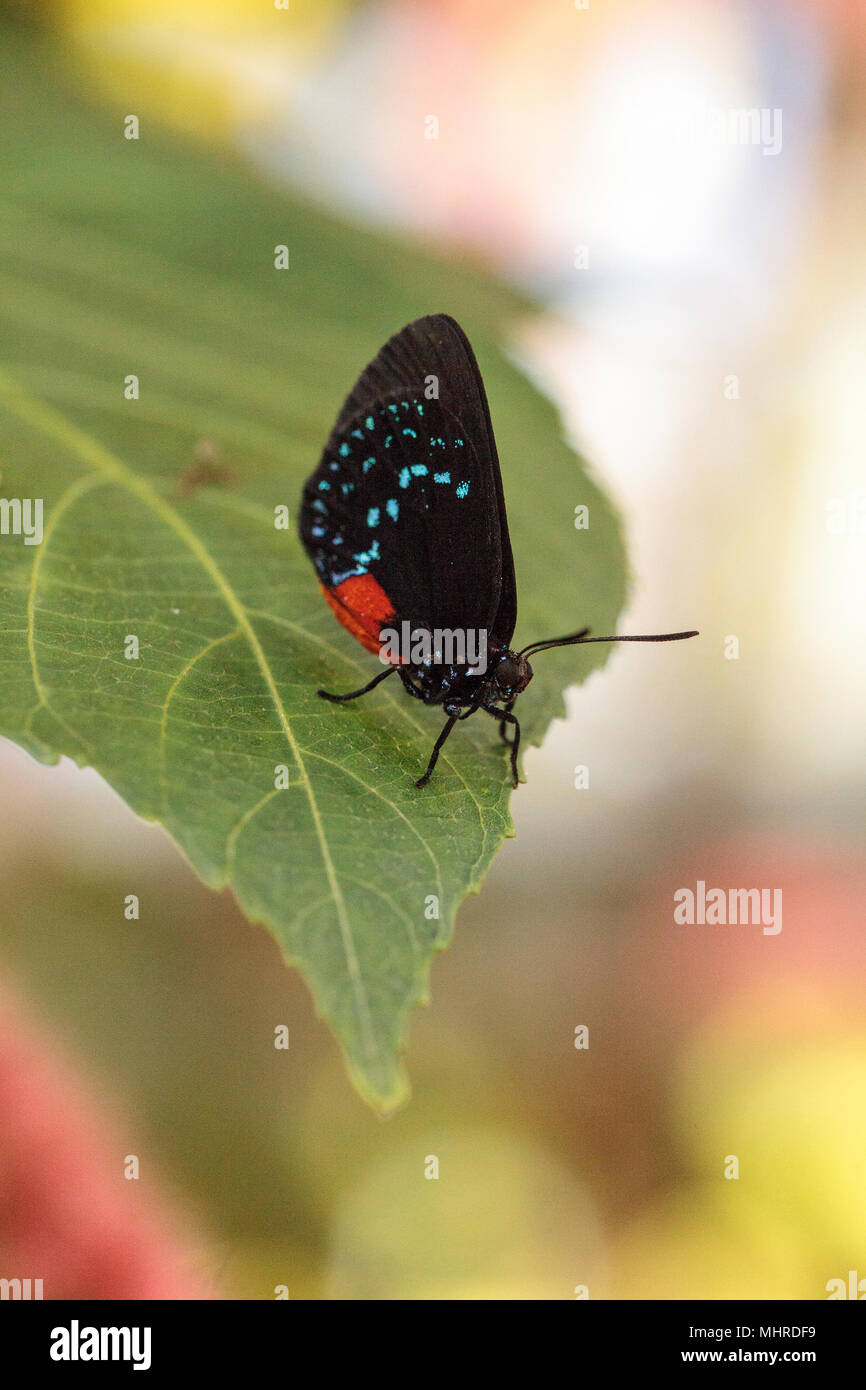 Black and orange red Atala butterfly called Eumaeus atala perches on a ...